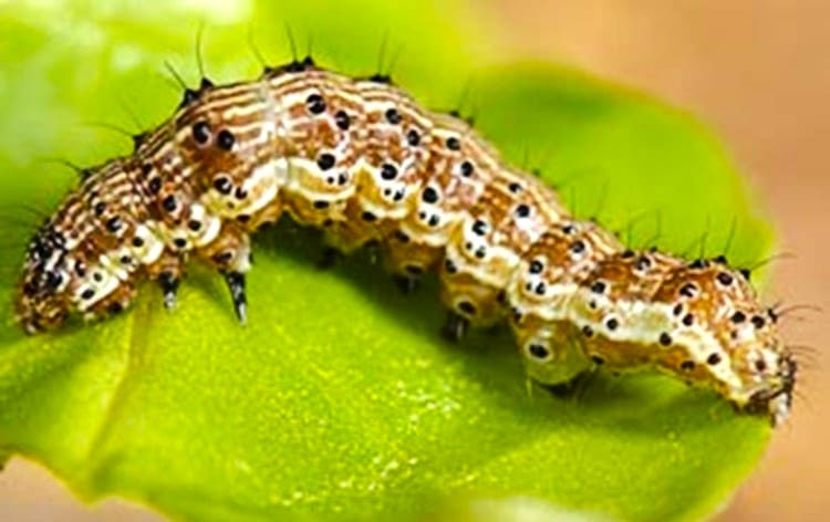 Eliminar Orugas en Marihuana: Guía de Control - Del Verde al Morao