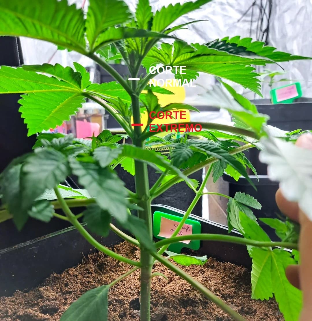 Topping en cannabis: técnica sencilla para maximizar el crecimiento y ...