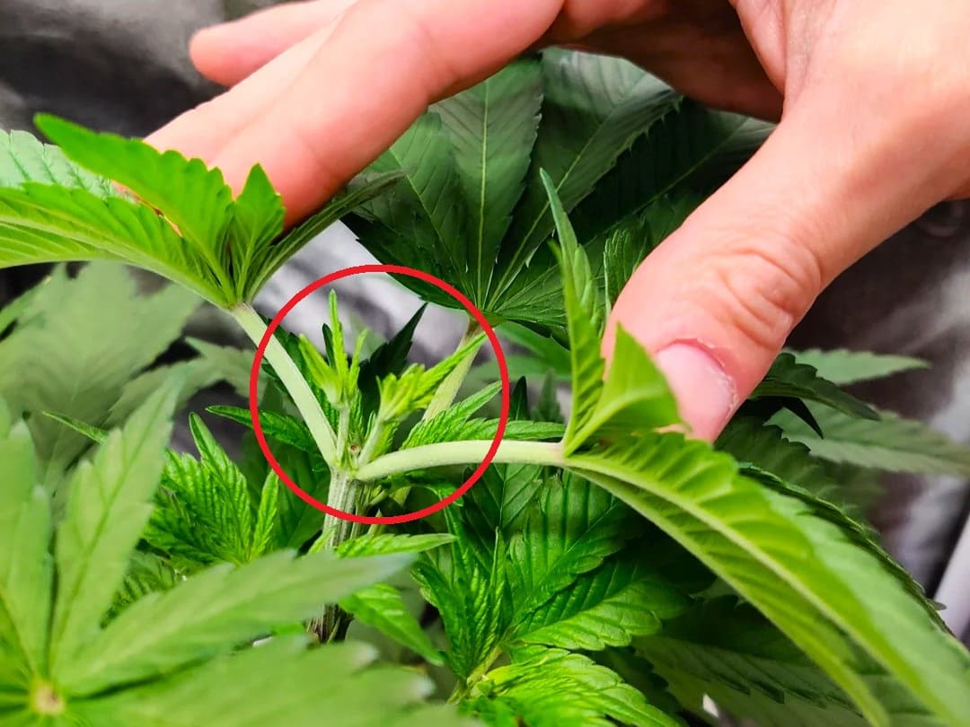 Topping en cannabis: técnica sencilla para maximizar el crecimiento y ...